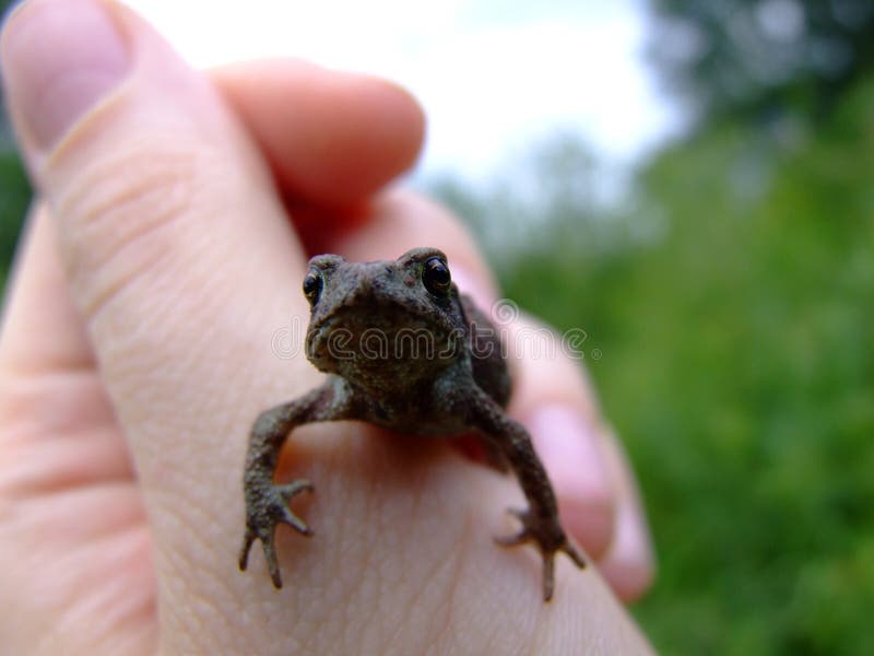 A Small Toad in the Palm of Your Hand: a Touch of the Wild Stock Image ...