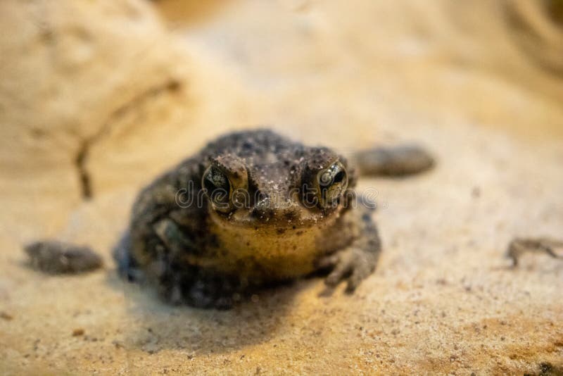 Small toad stock photo. Image of amphibian, nature, wildlife - 128082252