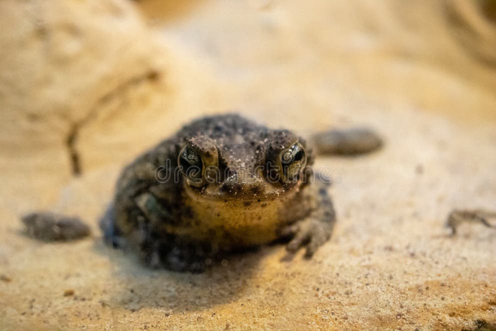 Small toad stock photo. Image of amphibian, nature, wildlife - 128082252