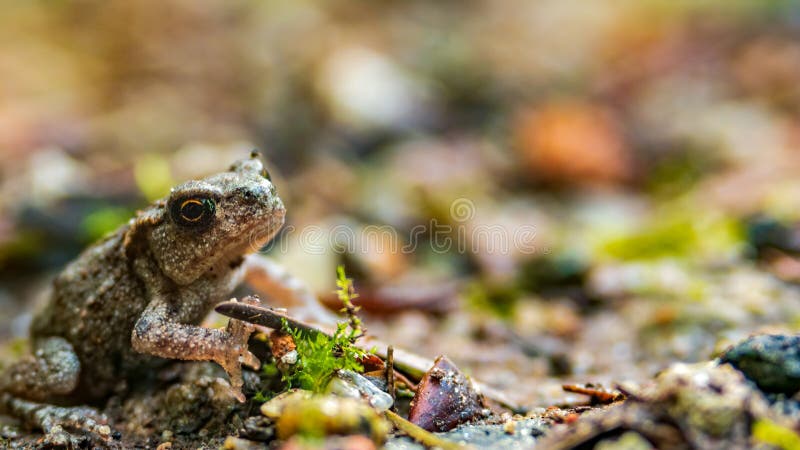 Small Toad Resting on the Sand Road Stock Image - Image of bumps ...