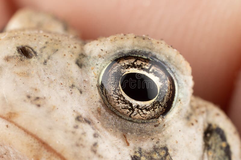 A Small Toad S Eye, Very Detailed and Interesting Stock Photo - Image ...