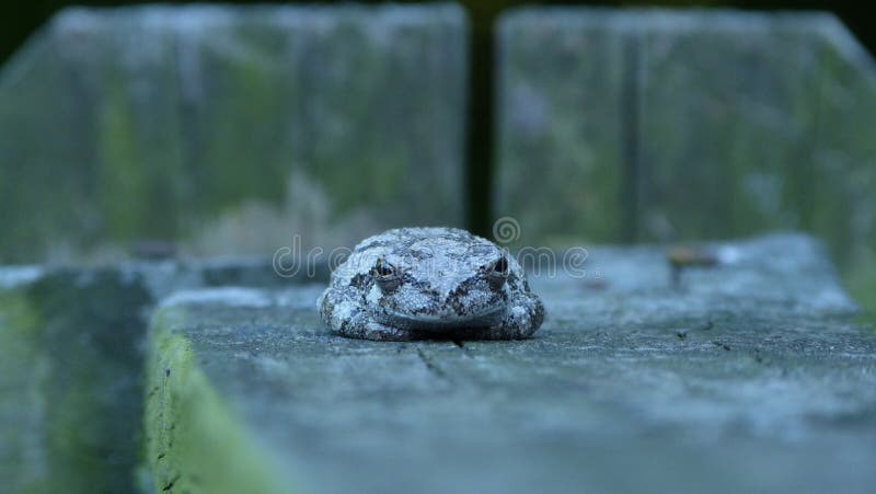 Sleepingtoad Stock Photos - Free & Royalty-Free Stock Photos from ...