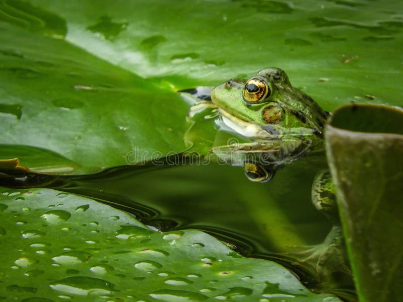 Small Toad on Water Lilies Under the Sunlight at Daytime - Perfect for ...