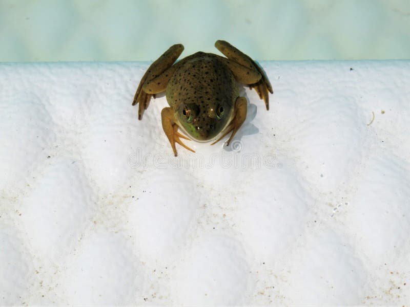 Small Toad on White Background Stock Photo - Image of wildlife ...