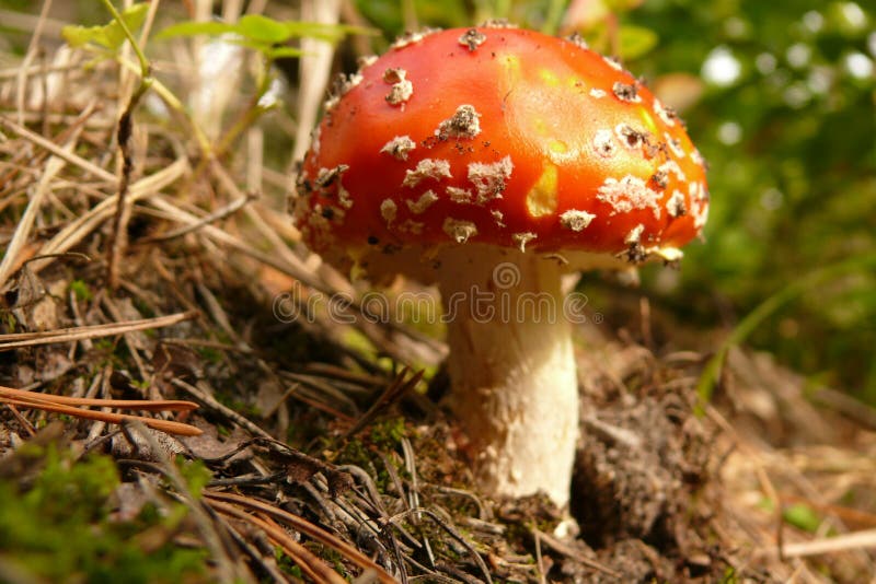 Small Toadstool Picture. Image: 8496431
