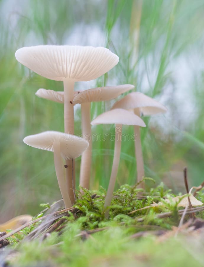 Small toadstools stock photo. Image of plants, leaf, family - 51341580