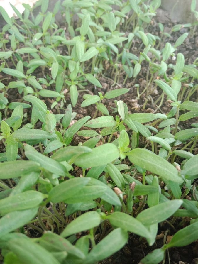 Small Tomato Green Lots Land Stock Photos - Free & Royalty-Free Stock ...