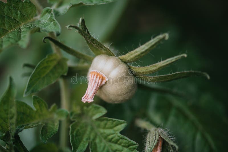 Small Tomato Growing on a Plant in a Garden Stock Photo - Image of bush ...