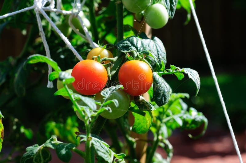 Small Tomato Plant stock image. Image of farmers, vegetable - 11987803