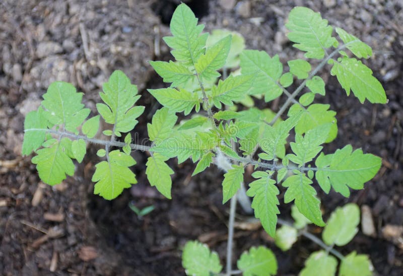 A Small Tomato Plant on the Ground in the Spring Stock Image - Image of ...
