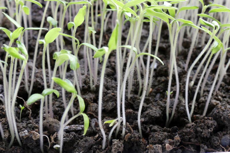 Small tomato plants. stock image. Image of seedlings - 65924027