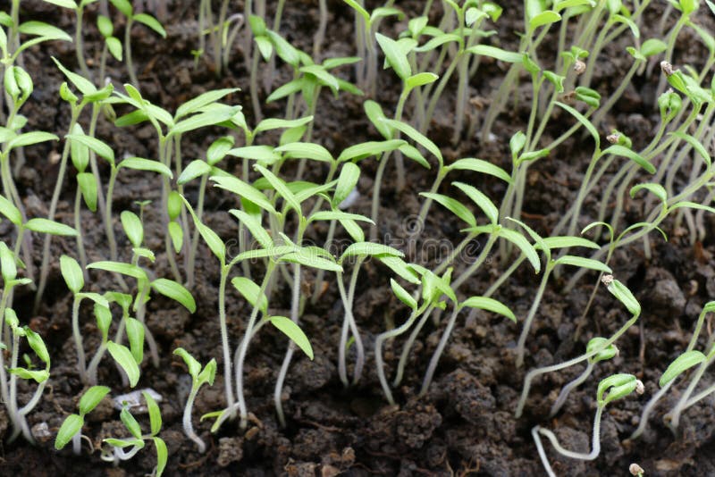 Small tomato plants. stock photo. Image of week, homemade - 65924082