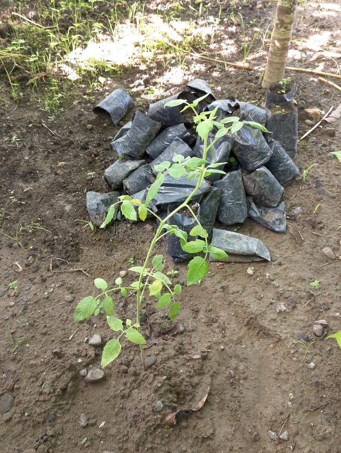 A Small Tomato Tree Growing in the Ground Stock Photo - Image of ground ...