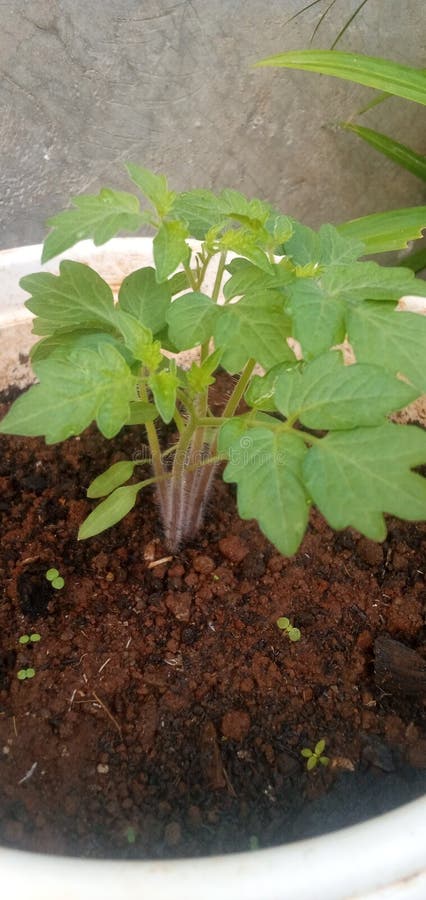 Tomatos stock image. Image of crop, used, soil, flower - 266364299