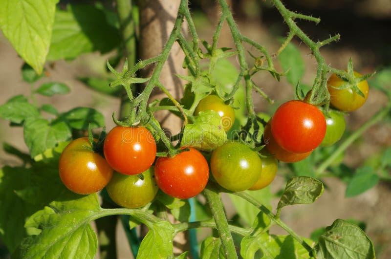 Small tomato stock photo. Image of fresh, food, natural - 32794396