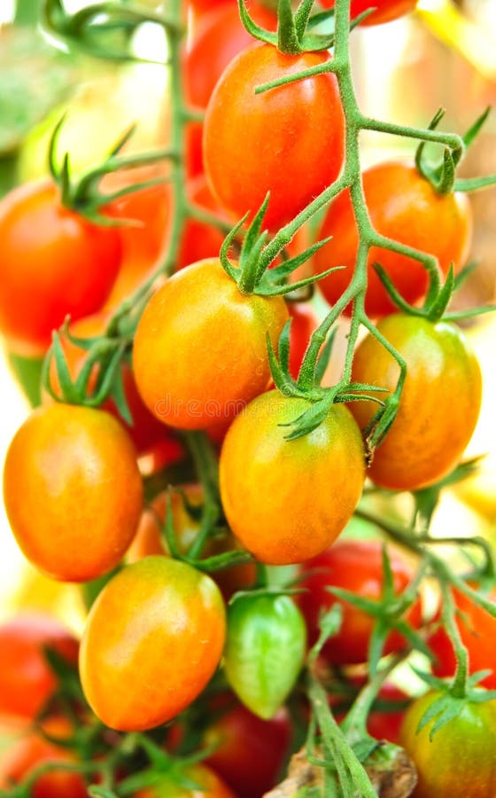 Small tomatoes stock photo. Image of farm, delicious - 20409846