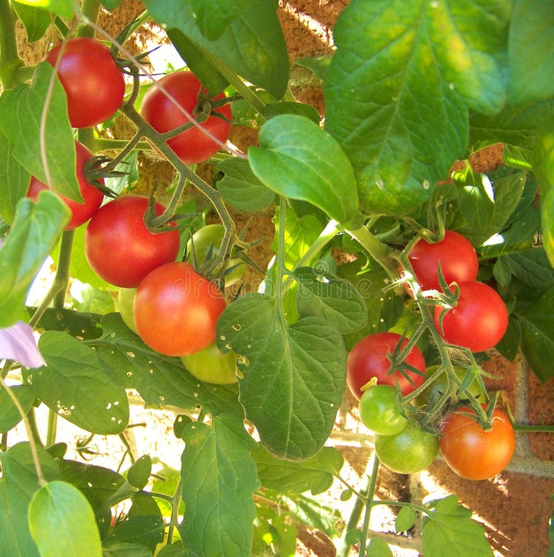 Small Tomatoes stock image. Image of flora, nature, leaves - 8082319