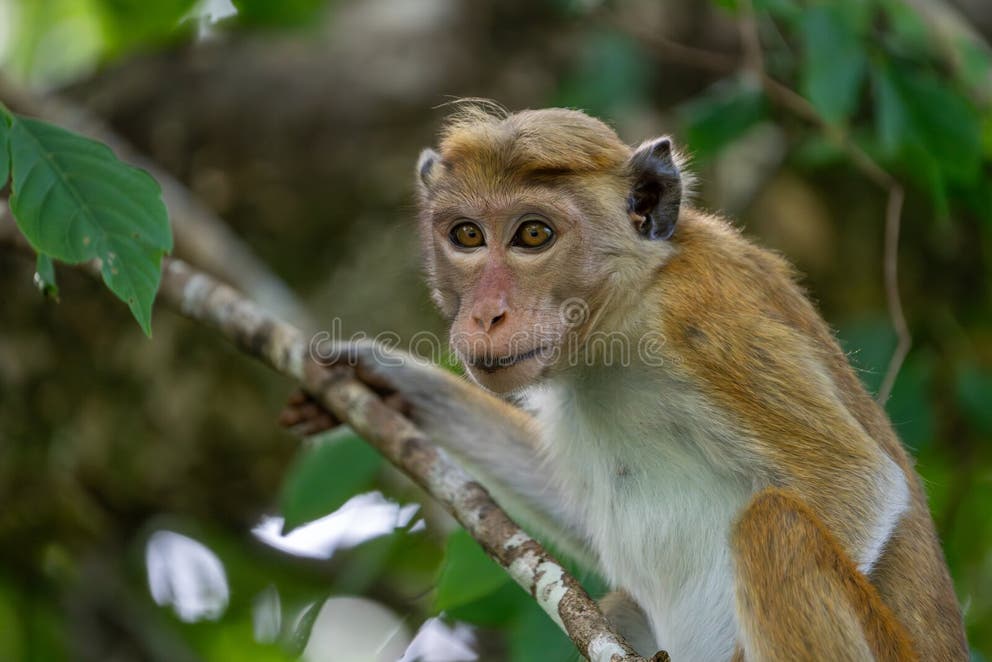 Torque Macaque Old World Monkey in Tree Stock Image - Image of face ...