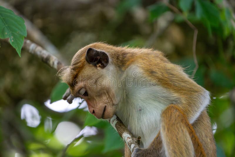 Torque Macaque Old World Monkey in Tree Stock Photo - Image of animal ...