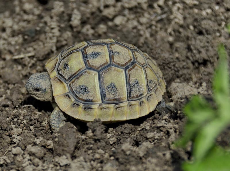 Small tortoise in garden stock image. Image of grass - 31424381