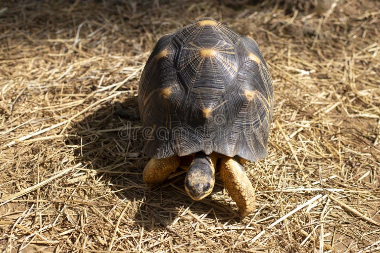 One Baby Turtle Walking Around in the Sunshine at the Knoxville ...