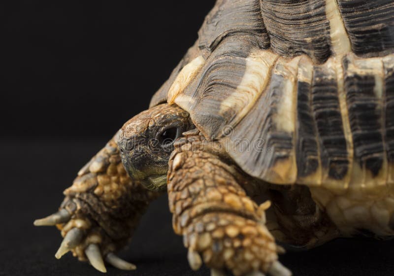 Small tortoise (turtle) stock image. Image of funny, pattern - 75941485