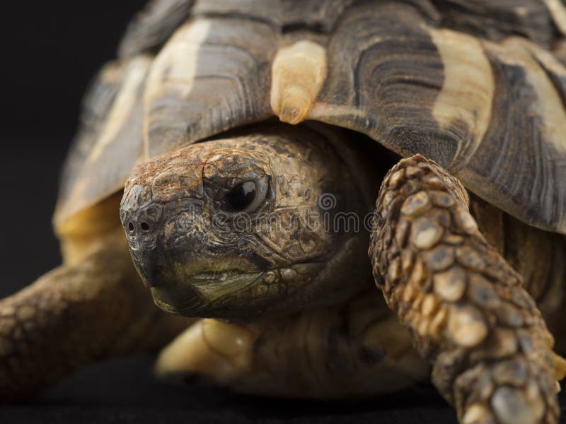 Small tortoise (turtle) stock image. Image of natural - 35692171