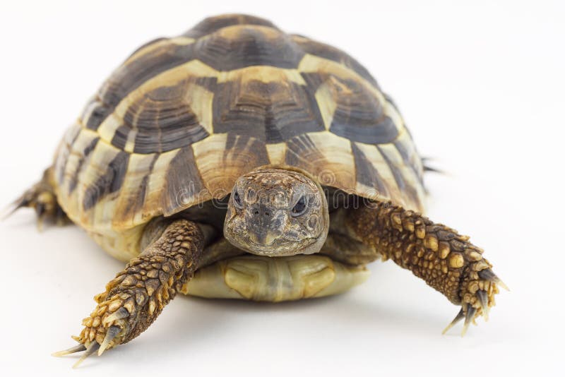 Small tortoise (turtle) stock image. Image of natural - 35692171
