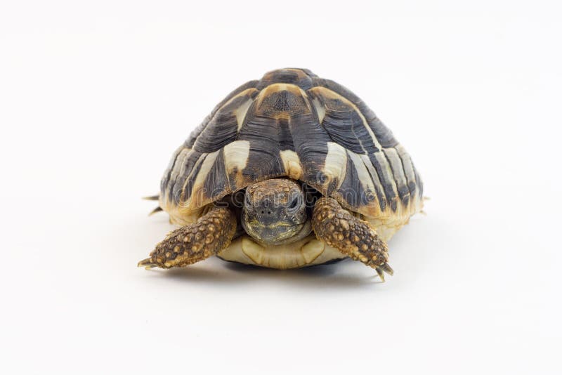 Small tortoise (turtle) stock image. Image of exotic - 36039091