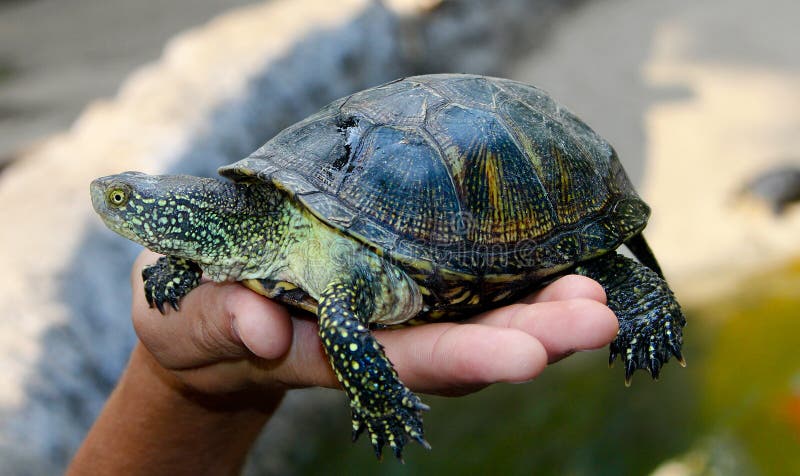 Small Tortoise (turtle) in Hand Stock Photo - Image of shining, fauna ...
