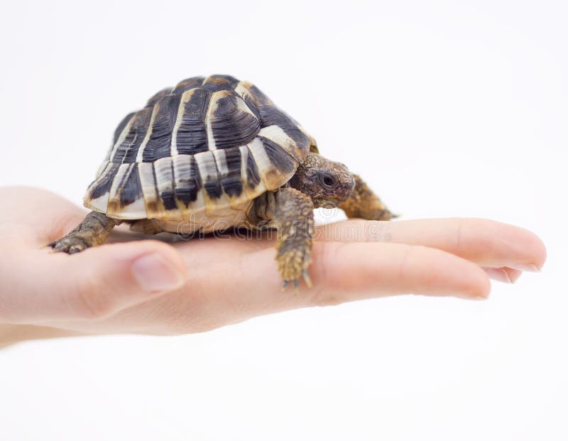 Small Tortoise (turtle) in Hand Stock Image - Image of life, beauty ...