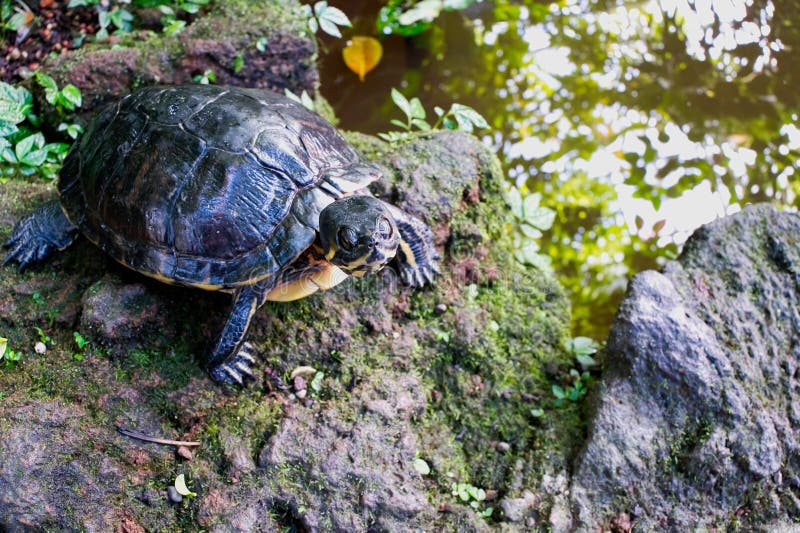 Small Black Tortoise Looking at the Camera Stock Photo - Image of stone ...
