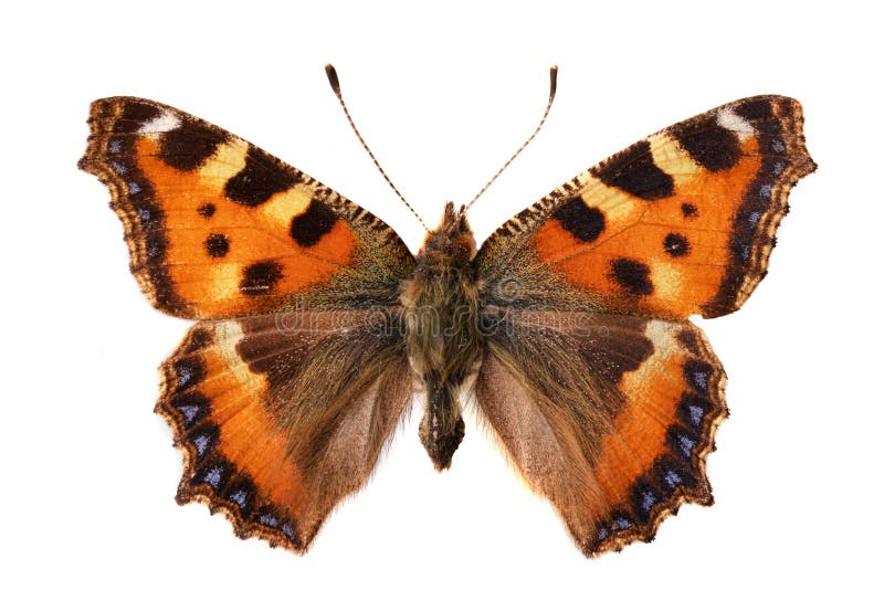 Small Tortoiseshell Butterfly Stock Image - Image of entomology, urtica ...