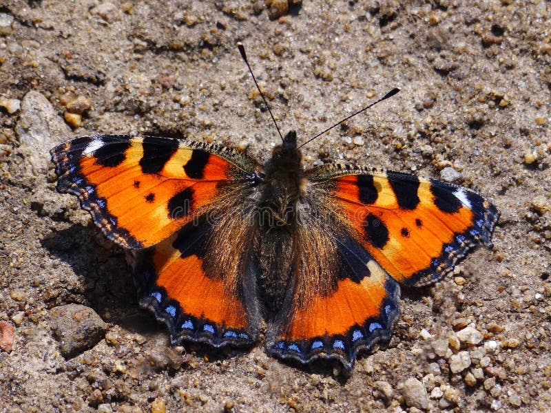 Small tortoiseshell stock image. Image of colorful, natural - 29438557