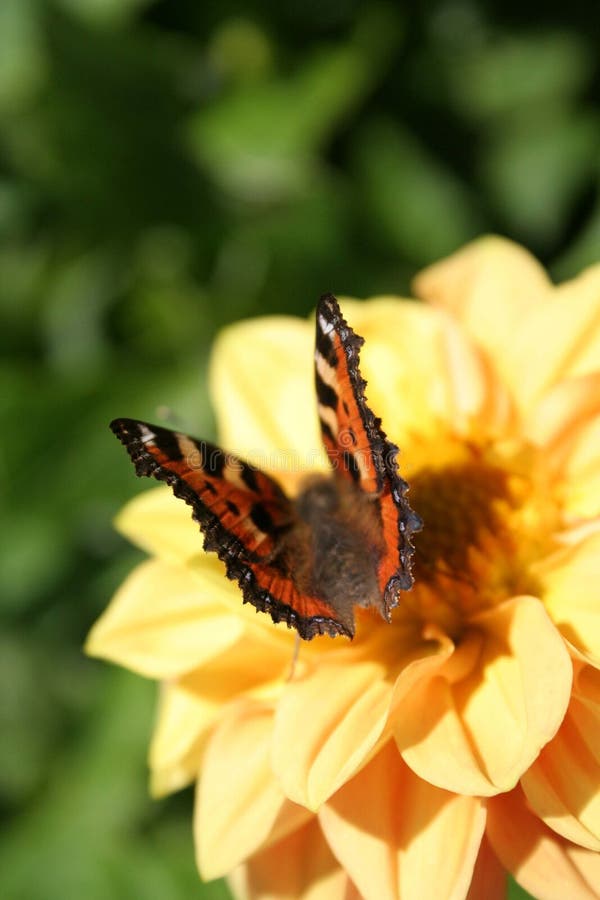 Small tortoiseshell stock image. Image of blossom, butterfly - 312217