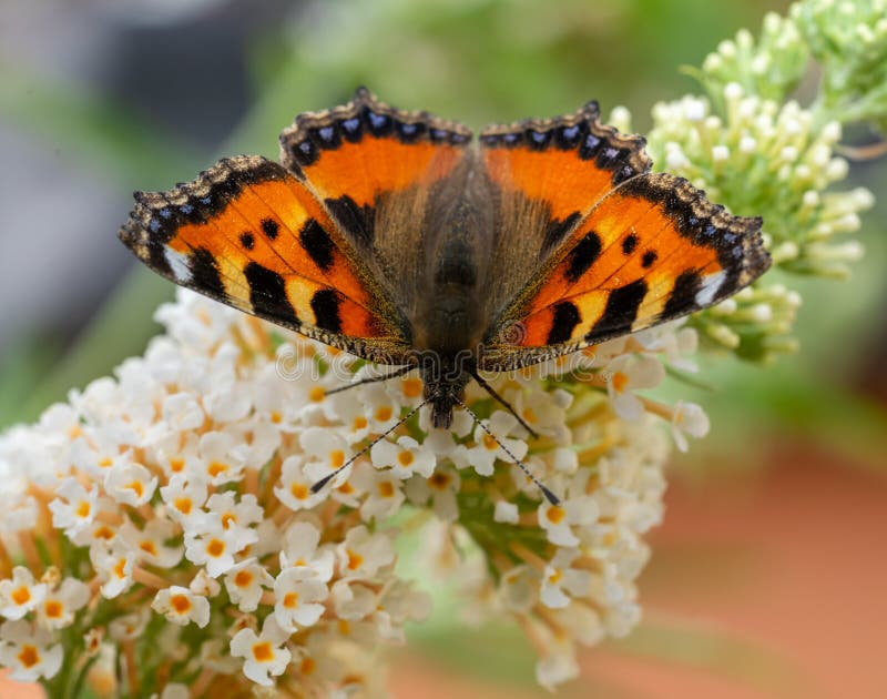Small Tortoiseshell Aglais Urticae Butterfly on Buddleja Flower Stock ...