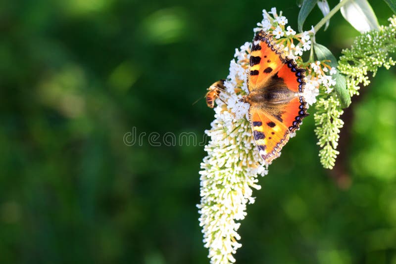 Tortoiseshell Holland Lop Baby Rabbit Sit on Mat Stock Image - Image of ...