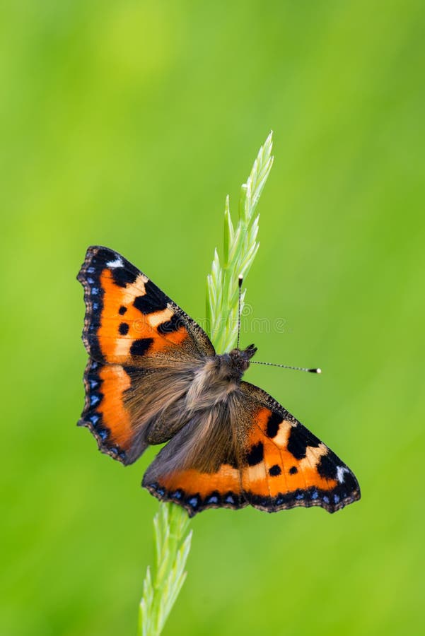 Small Tortoiseshell stock image. Image of moth, park - 45609641