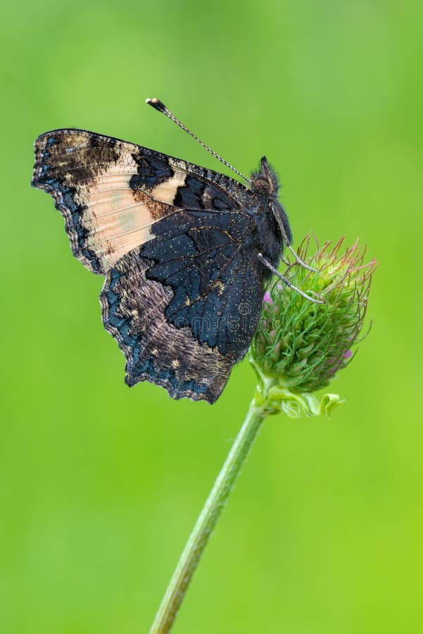 Small Tortoiseshell stock photo. Image of garden, season - 45609642