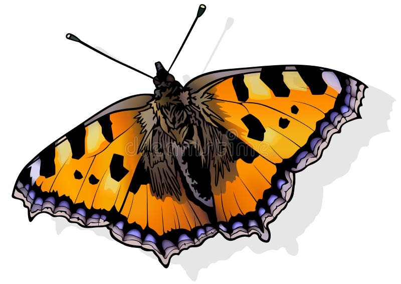 Tortoiseshell Stock Illustrations – 937 Tortoiseshell Stock ...