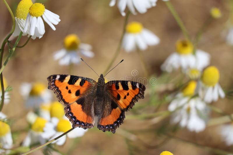 Small Tortoiseshell Butterfly on Chamomile Stock Image - Image of ...