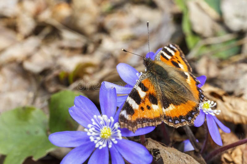 Small Tortoiseshell Butterfly on Hepatica Flowers in Spring Stock Photo ...