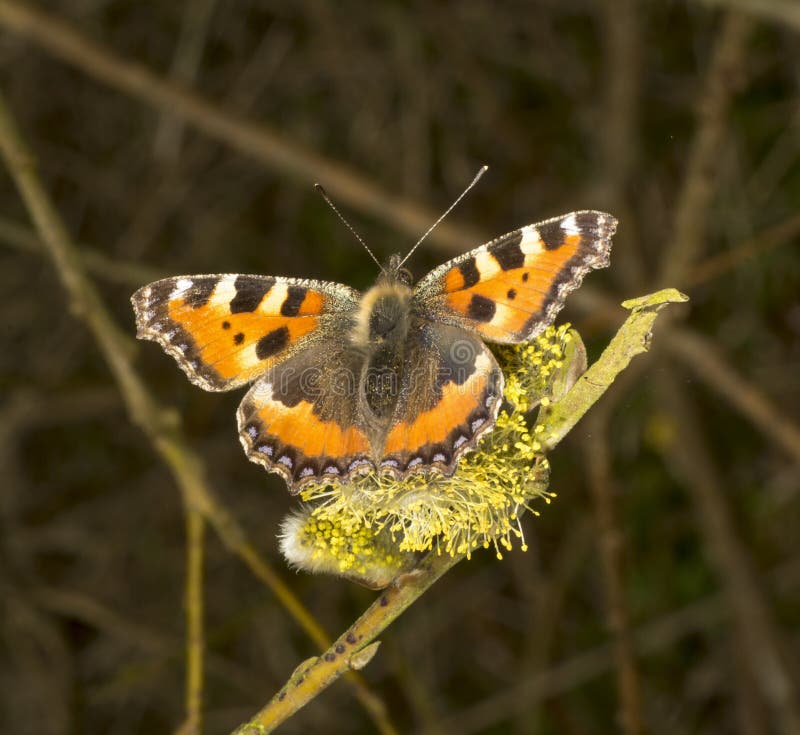 Small Tortoiseshell on a Rock Stock Image - Image of aglais, pattern ...