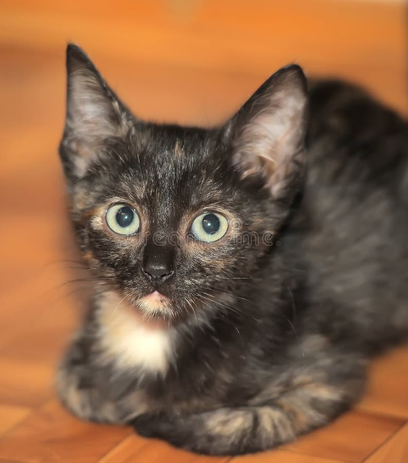 2,929 Tortoiseshell Kitten Photos - Free & Royalty-Free Stock Photos ...