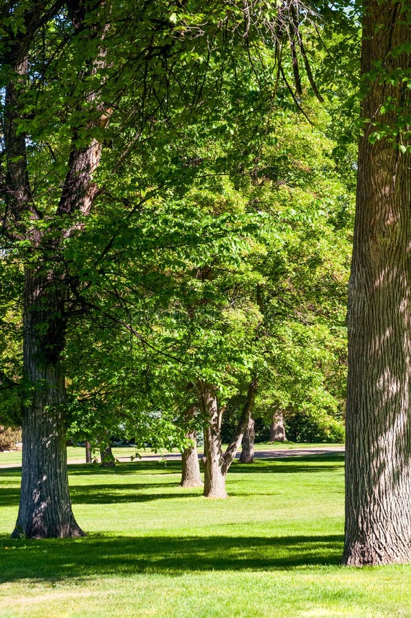 Small Town City Park Under Large Trees in a Peaceful Setting Stock ...
