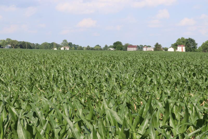 Small Town Ohio`s Corn Fields in Early Fall with the Young Corn Growth ...