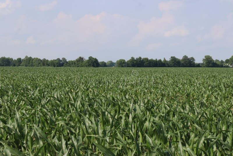 Small Town Ohio`s Corn Fields in Early Fall with the Young Corn Growth ...