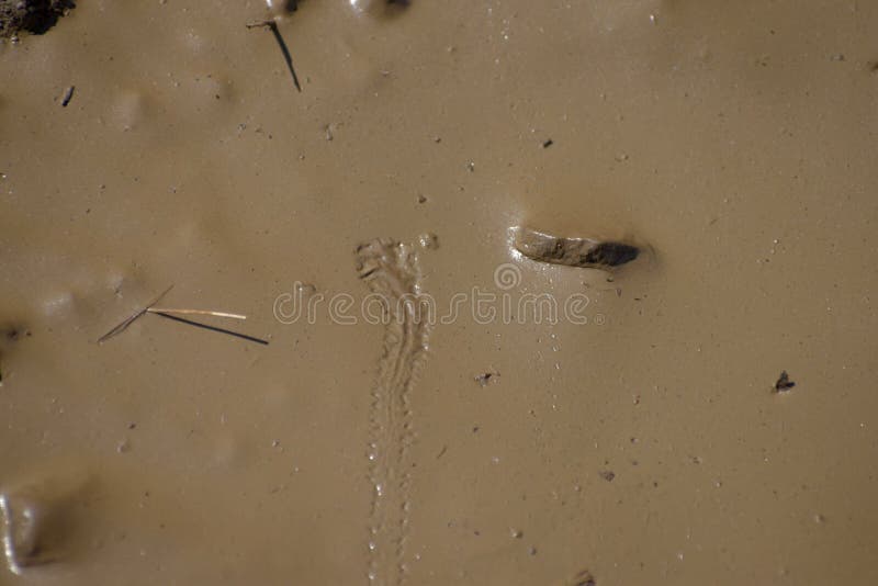 Small Traces of Insects in Brown Mud. Stock Photo - Image of light ...