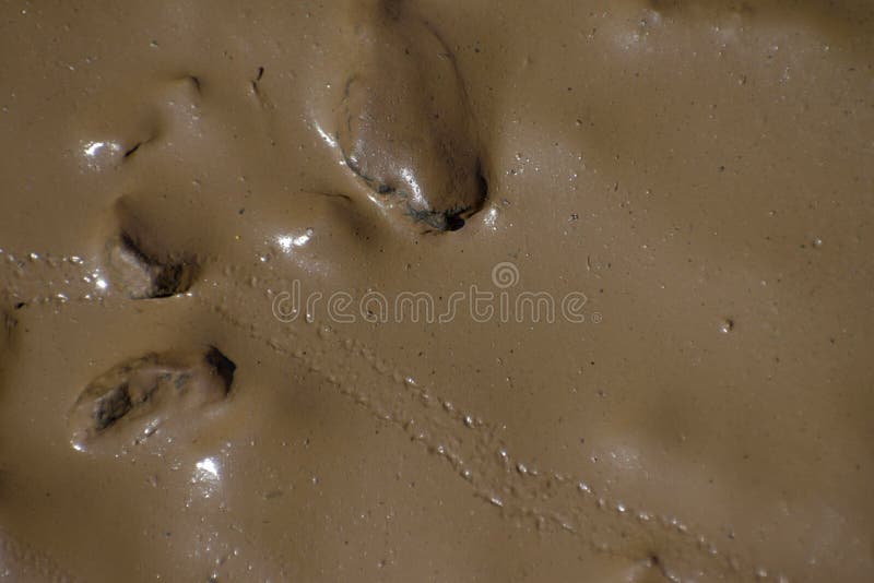 Small Traces of Insects in Brown Mud. Stock Photo - Image of shining ...