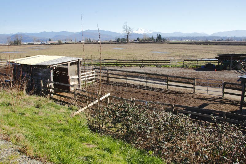 Two Horses in a Corral stock image. Image of calm, filly - 24269187